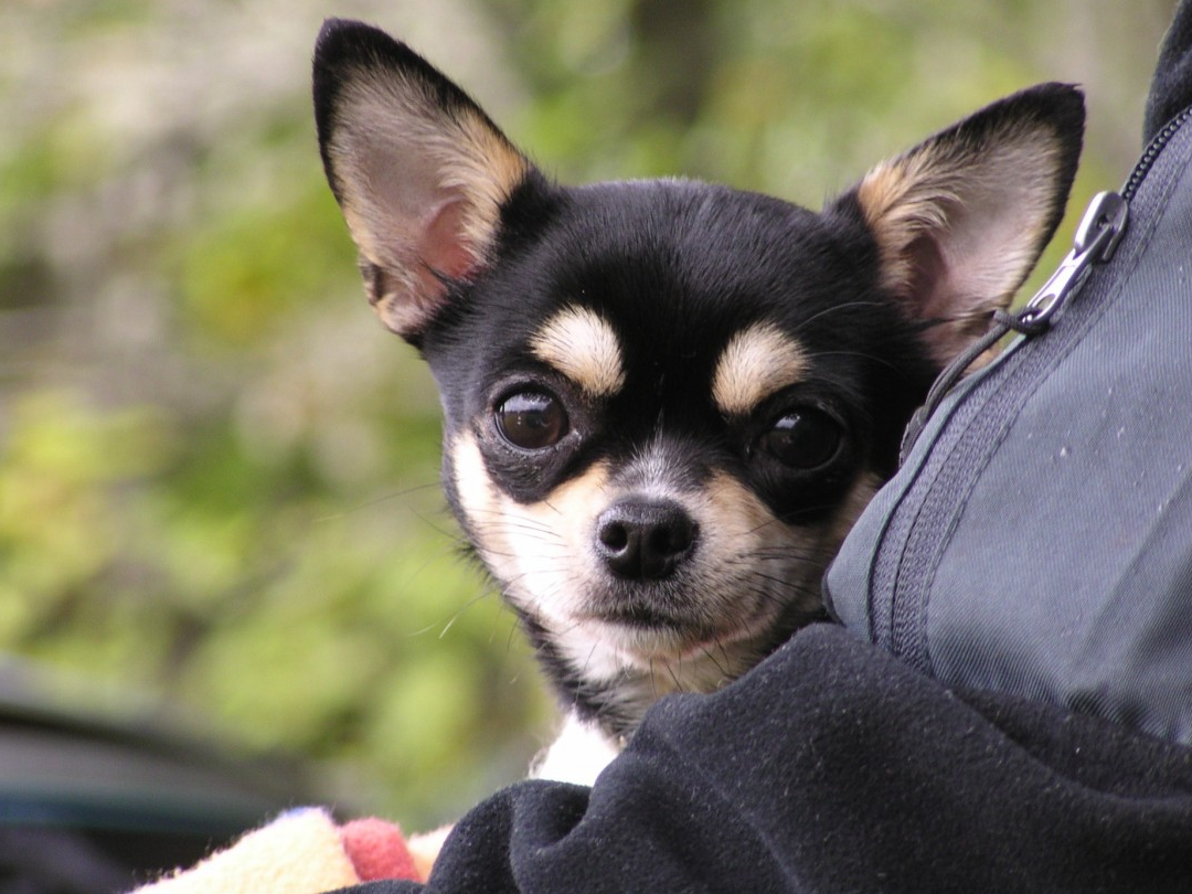 The 5 Easiest-to-Care-for Dog Breeds – Page 7 – Obsev