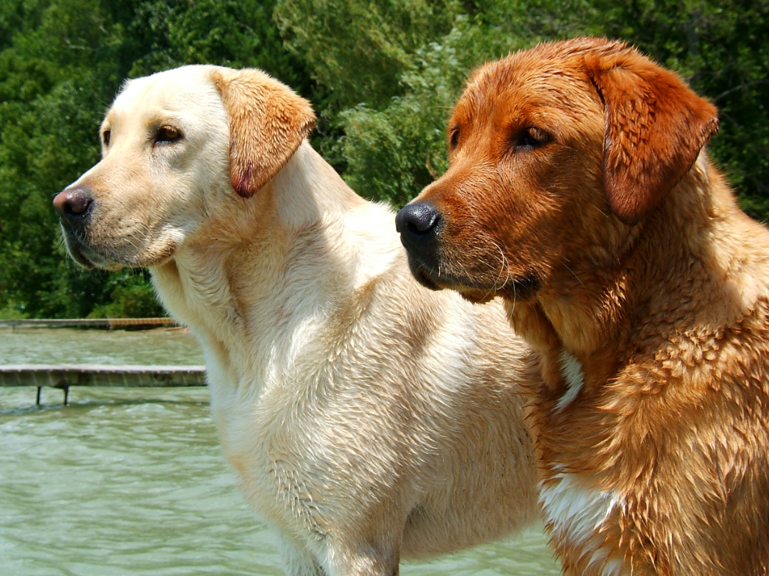 The 5 Easiest-to-Care-for Dog Breeds – Page 11 – Obsev