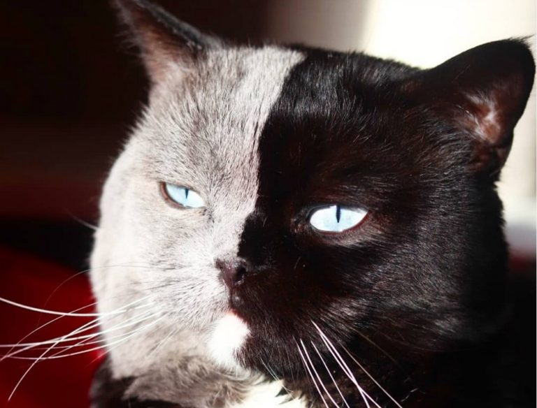 Two-Faced Kitten Becomes Internet Sensation – Page 50 – Obsev