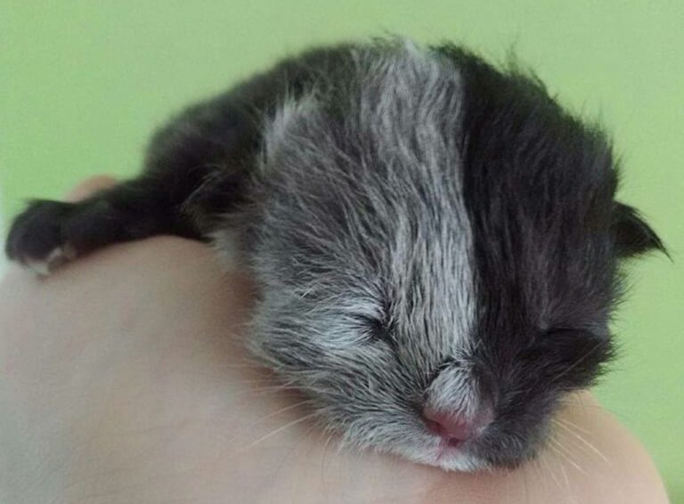 Two-Faced Kitten Becomes Internet Sensation – Page 4 – Obsev