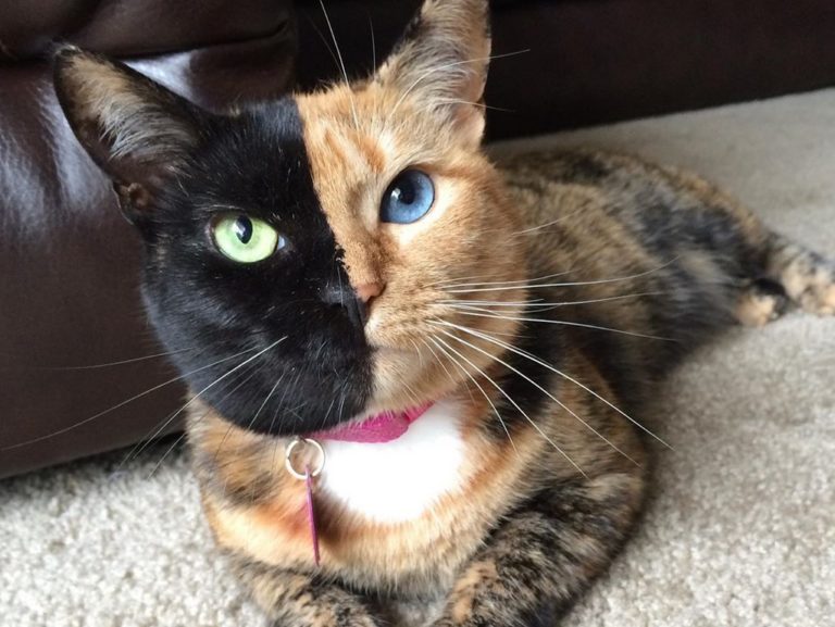 Two-Faced Kitten Becomes Internet Sensation – Page 44 – Obsev