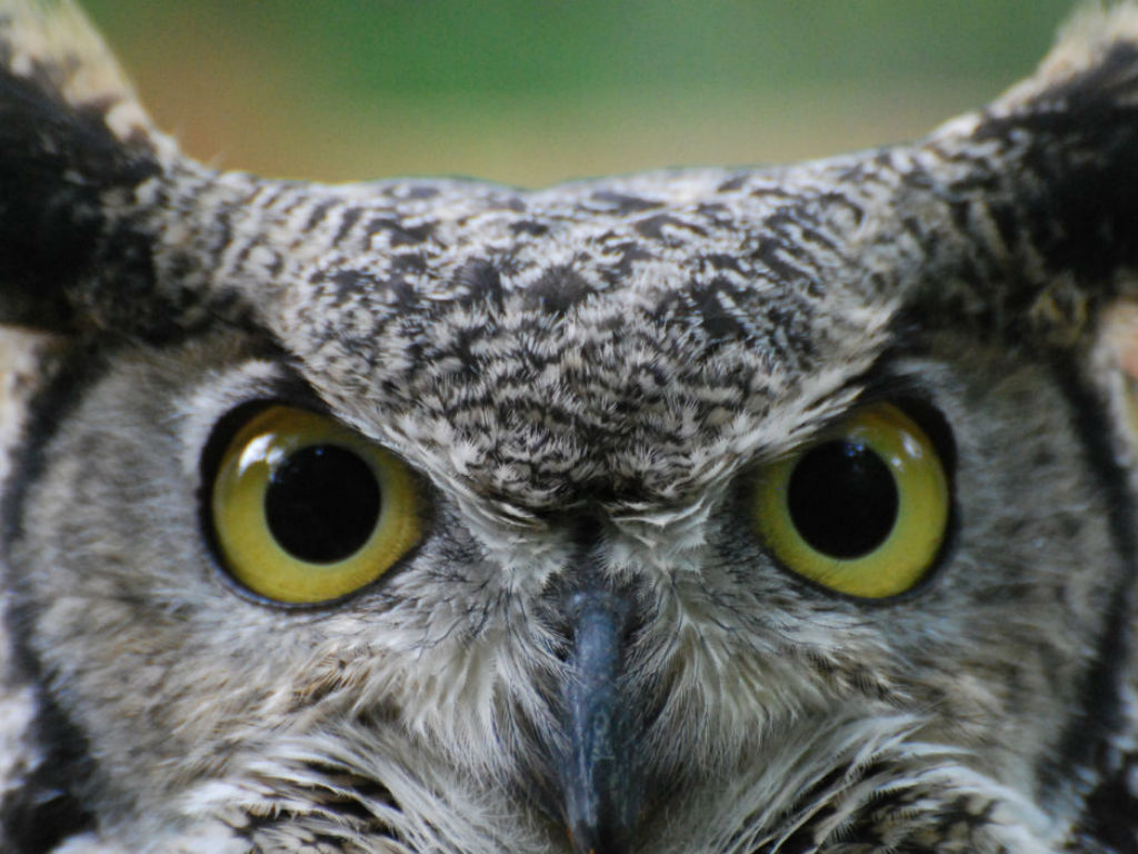 Small, Adorable Animals That Are Secretly Deadly and Terrifying – Page ...
