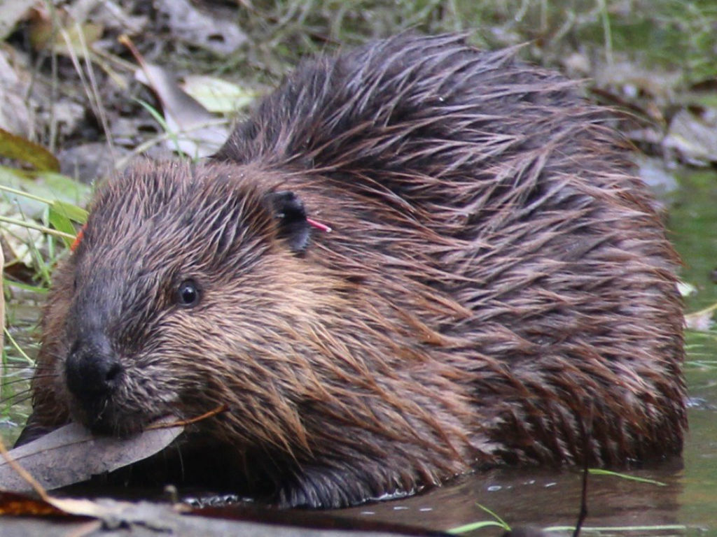Small, Adorable Animals That Are Secretly Deadly and Terrifying – Page ...
