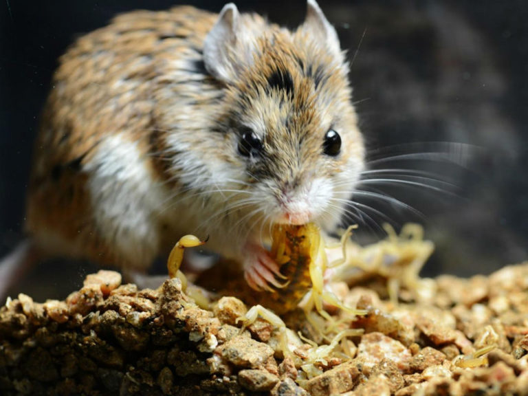 Small, Adorable Animals That Are Secretly Deadly and Terrifying – Page ...