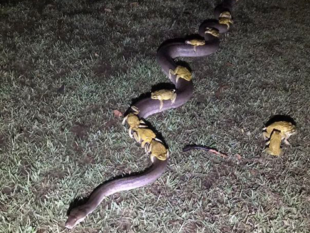 Terrifying Australian Animals That Prove It’s the Scariest Place in the ...