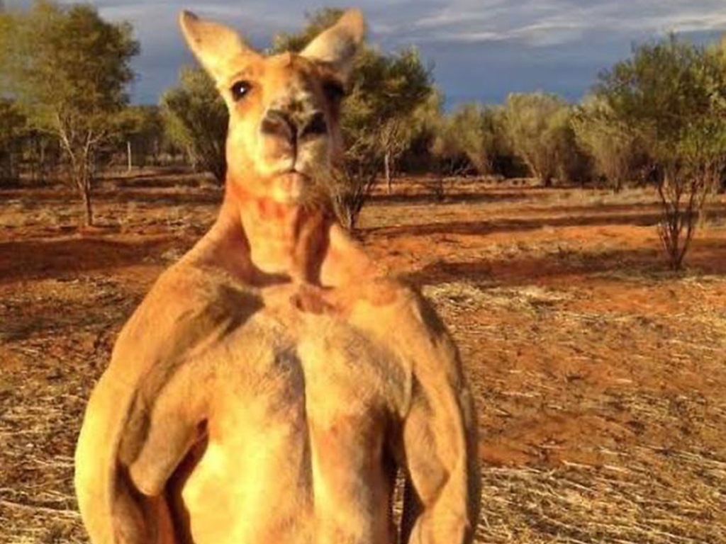 Terrifying Australian Animals That Prove It’s the Scariest Place in the ...