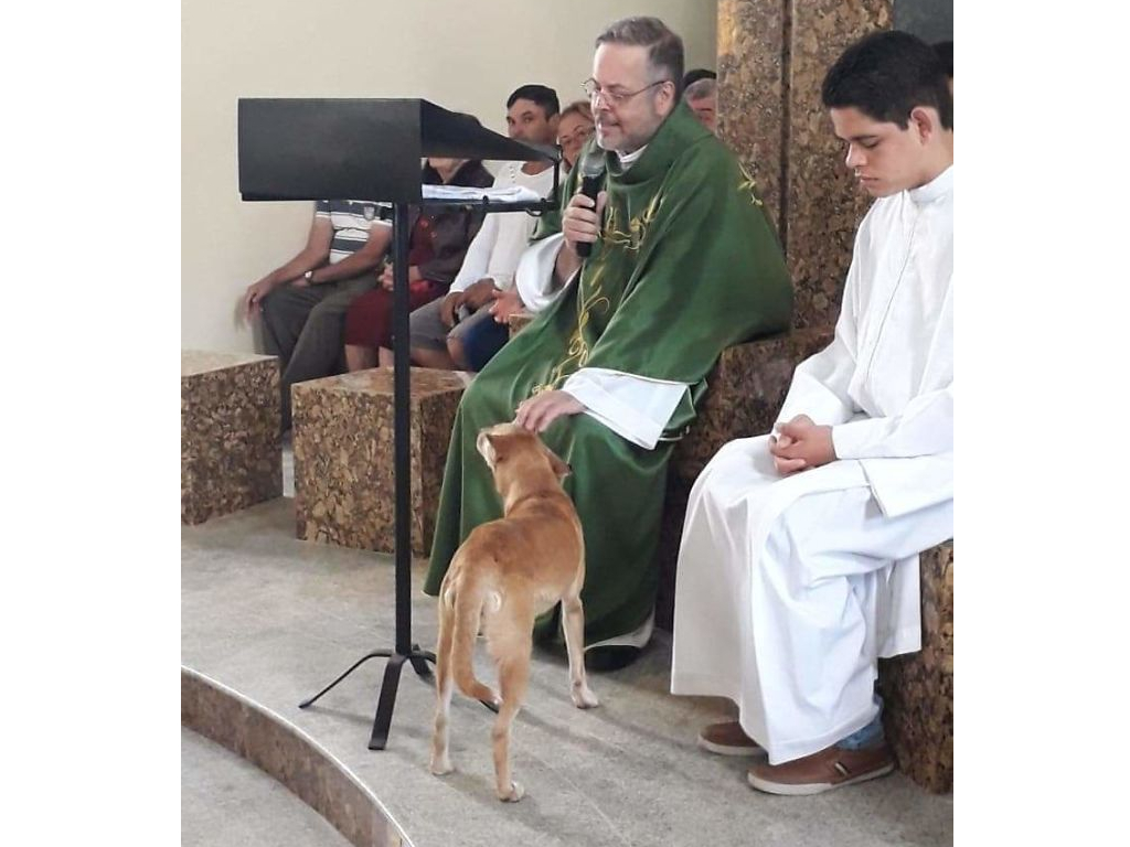 Why Did A Stray Dog Join This Priest On the Altar During Mass? – Page ...