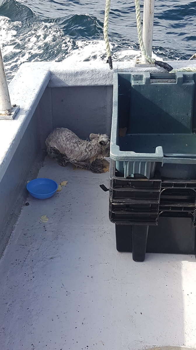 Fishermen Spot Animal On Iceberg, They Get Closer And Freeze When They ...