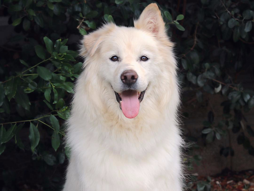 Where Are They Now? The Cast of “Dog with a Blog” – Page 27 – Obsev