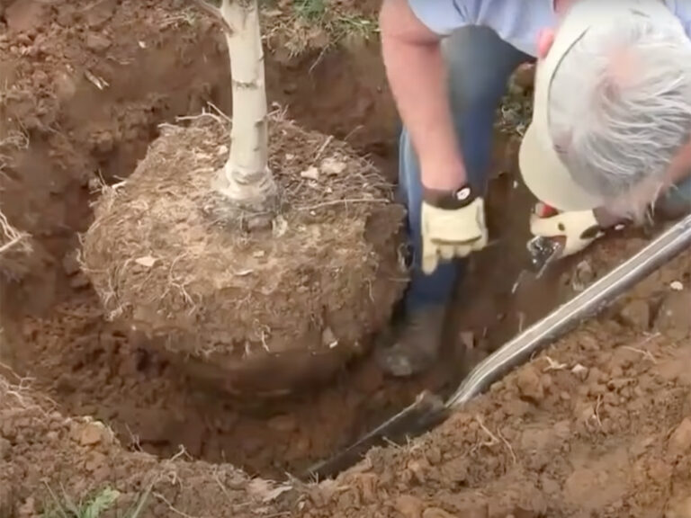 He Watched Neighbor Expand Into His Yard For Years But He Finally Got ...
