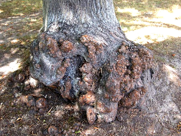 Lumberjack Cuts Open Lump On Tree Despite Warning – Page 6 – Obsev