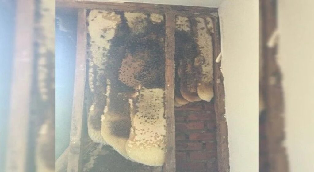Mom Hears Humming In Shower Then Decides To Demolish Wall – Page 24 – Obsev Mom Hears Humming In Shower Then Decides To Demolish Wall – Page 24 – Obsev
