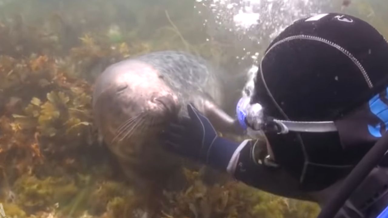 Diver panics when seal won’t let go, then looks up and sees why – Page ...
