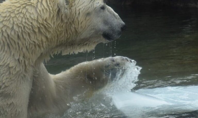 Polar Bear Waves At Fishing Ship, When Crew Sees, They Immediately ...